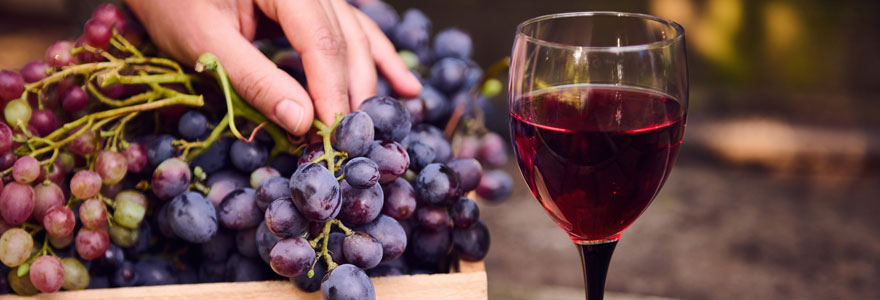 Le vin bio, un secteur d'activité en perpétuelle évolution
